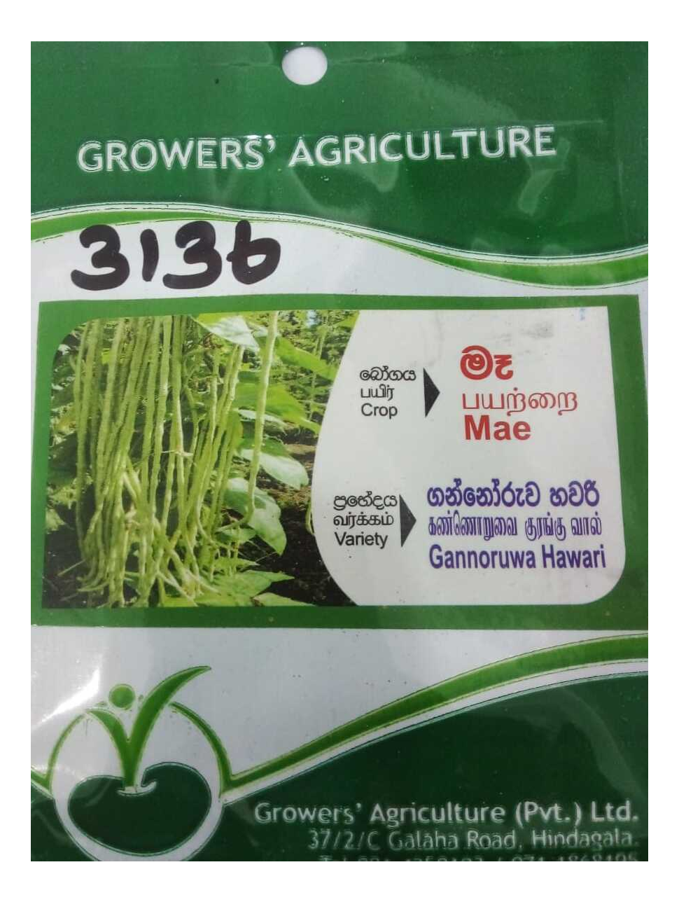 பயறு விதைகள்/ මුං බීජ/ Lenthil Seeds – Gallus.lk